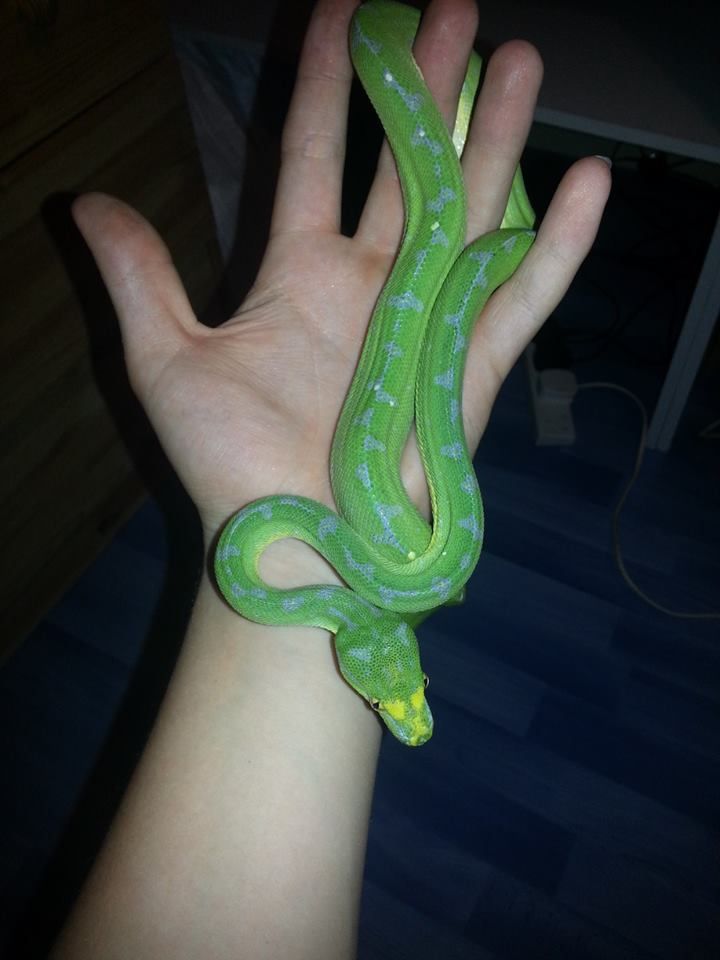 Green Tree Python | Reptile Forums