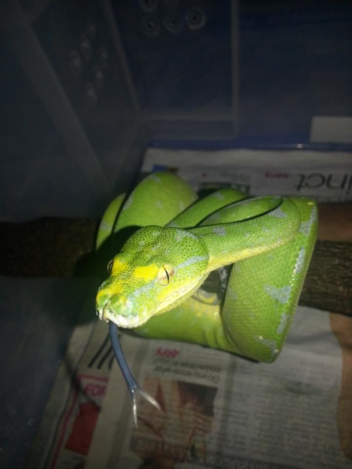 Green Tree Python | Reptile Forums