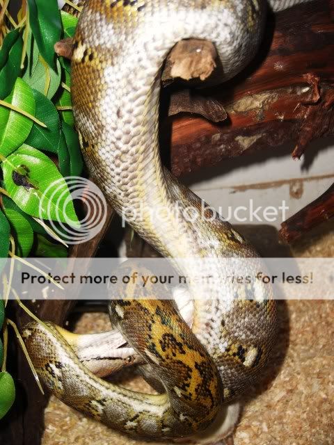 Kalatoa Reticulated Pythons | Reptile Forums